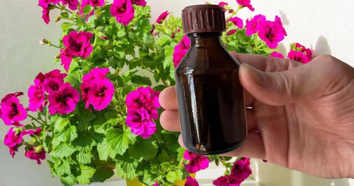 Petúnie kvetou celou zimu, máme na to starý zahradnický trik