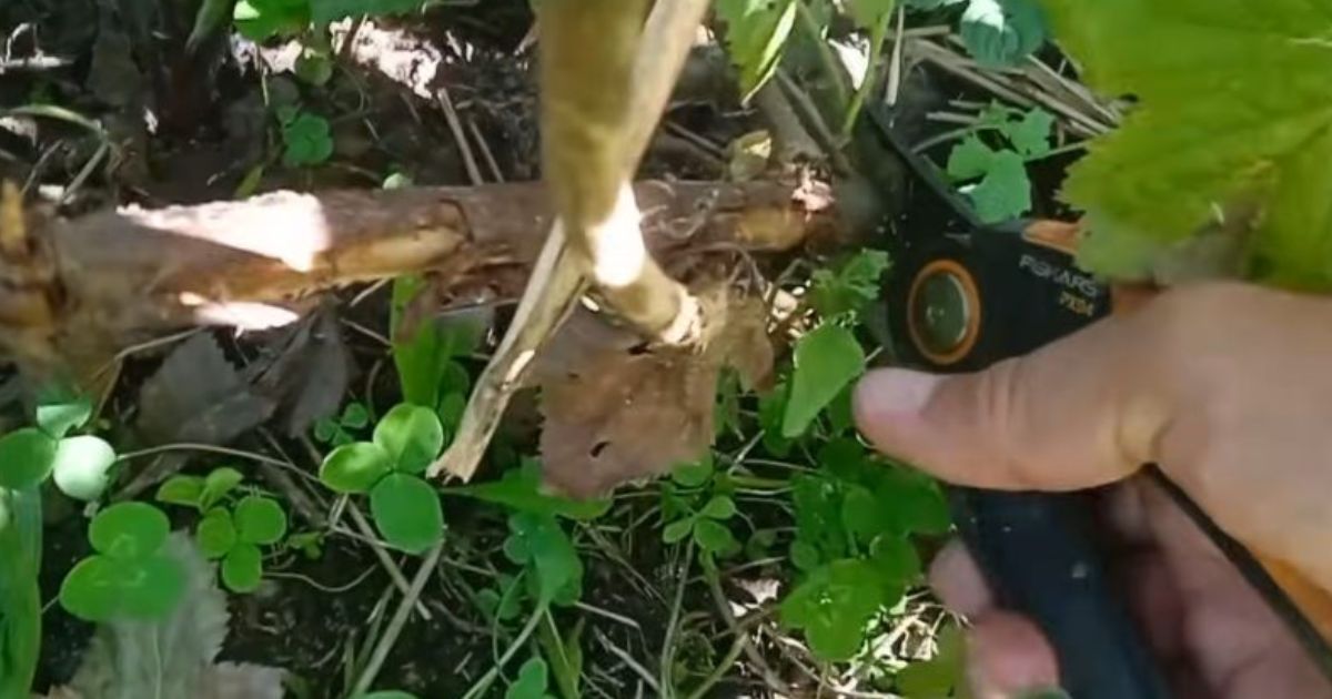 Jen 10 minut čas: Pár střihnutí a angrešt bude o velikosti třešní