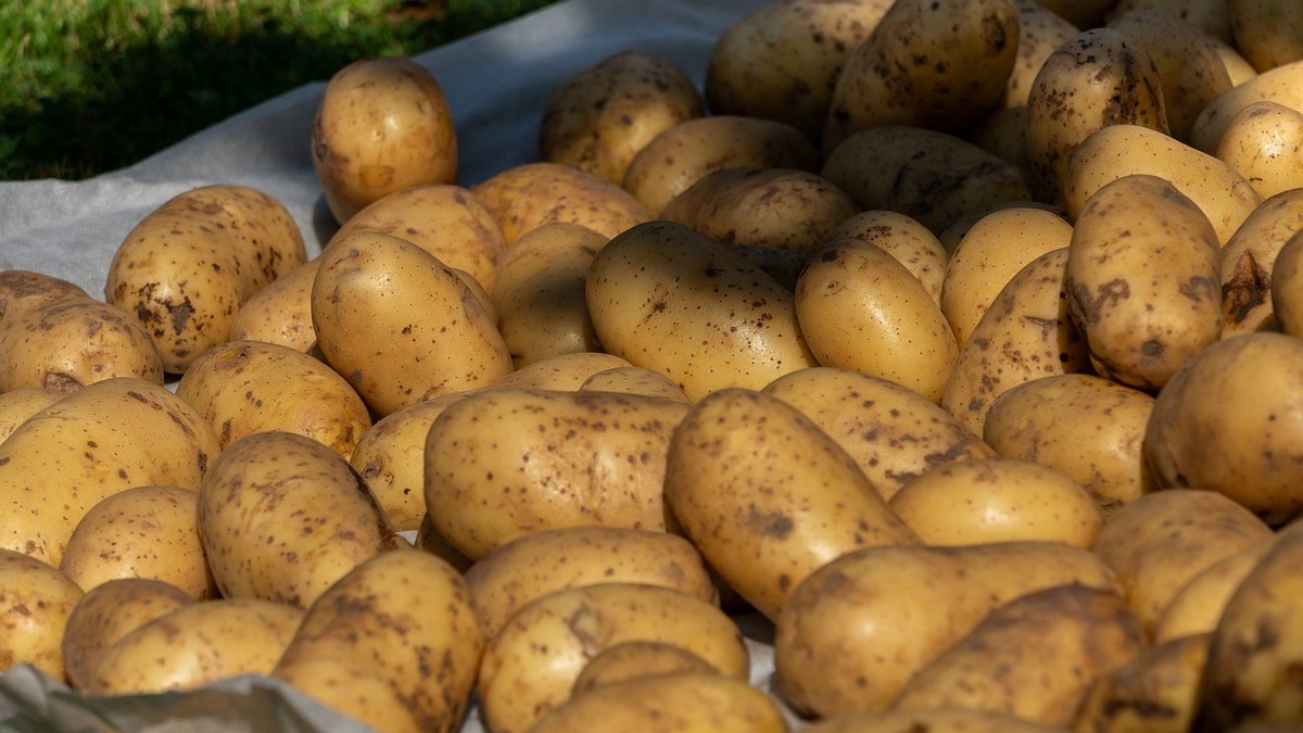 Konec klíčení brambor: Pomůže skladovací trik roku 2024
