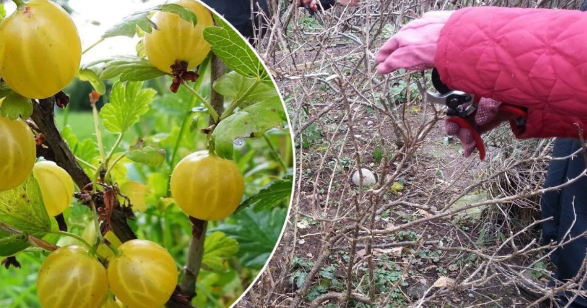 Revoluce v pěstování angreštu: 120kg každou sezónu. Jste připraveni?