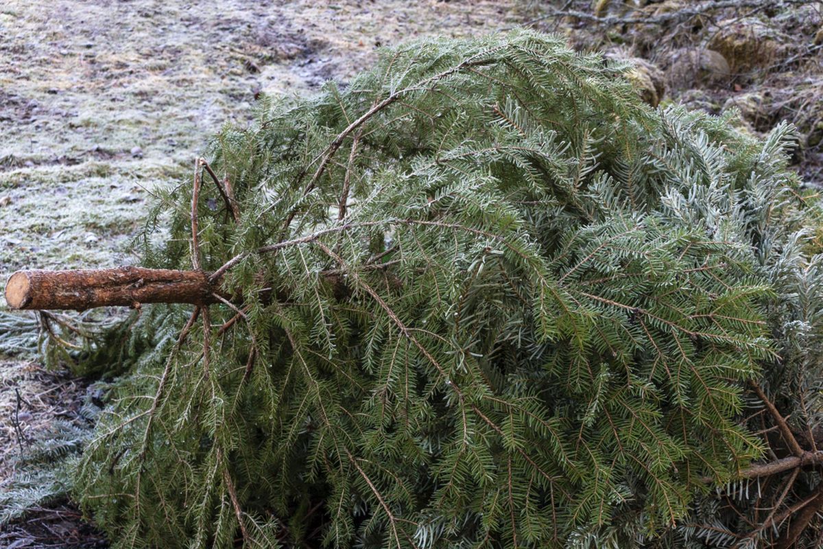 Každý, kdo měl doma vánoční stromek má nárok na 5 000 Kč. I vy?