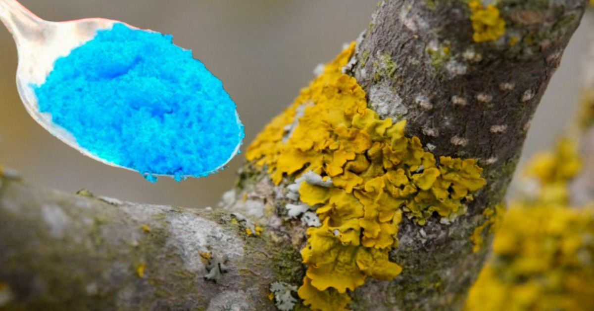 Jak na lišejníky na stromech: Hravě asi s nimi poradí skalice