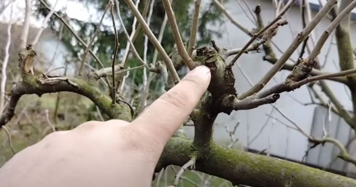 Ovocné stromy budou plodit jako nikdy dřív, stačí je jen v březnu prořezat
