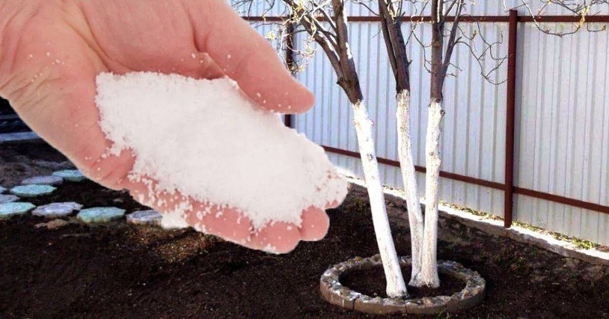 Stromy na jaře nakrmte močovinou, přes léto budou krásně plodit