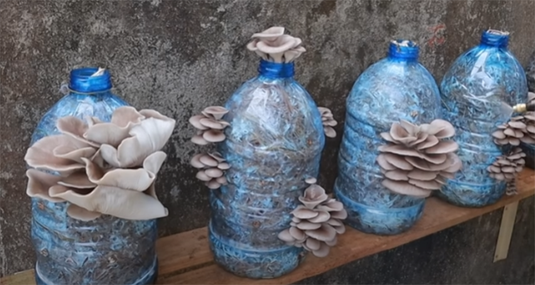 Jak na pěstování hub doma: Už žádné chození do lesa, stačí jen lahev