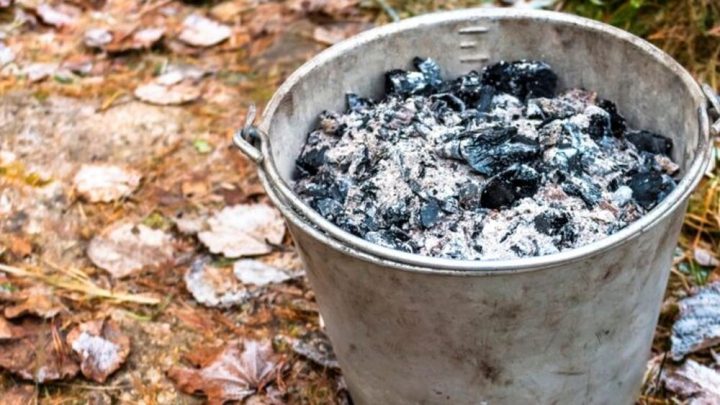 Posypu cibuli směsí za 0 Kč a roste neuvěřitelným tempem. Úroda je boží ...