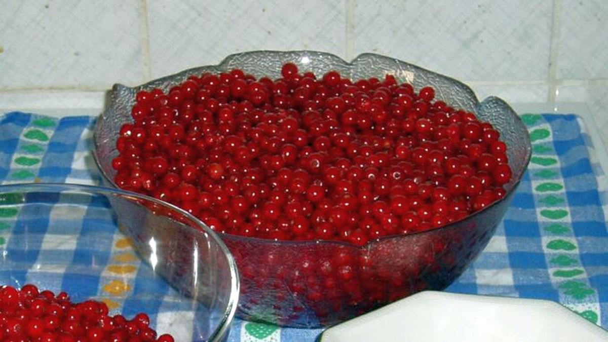 Letní péče o rybíz: Jediný krok zvýší úrodu až o 40 %