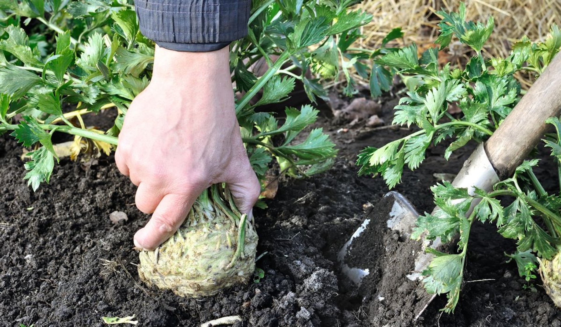 Jak na pěstování celeru: Chce to hodně slunce, zasít se dá už v březnu