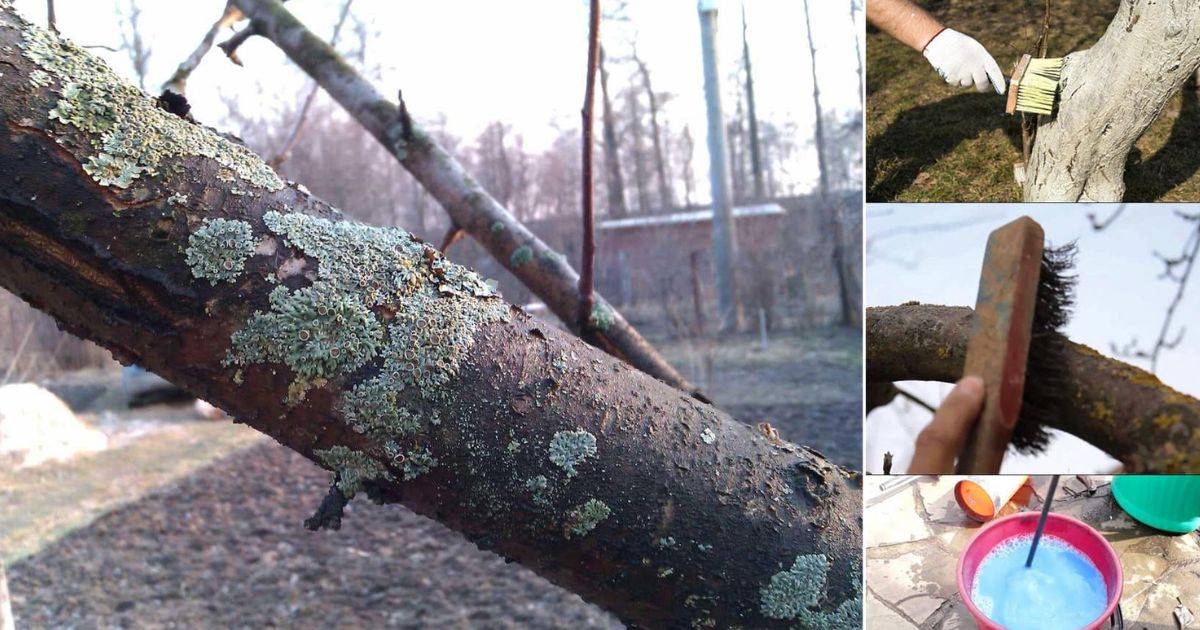 Už žádný lišejník a mech na stromech, zbavit se jich dá za 2 minuty