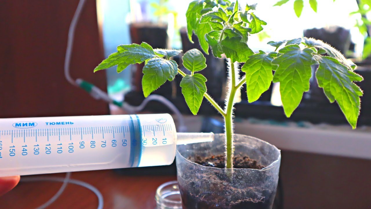 Jak naprogramovat rajčat k enormnímu růstu: Odpovědí je mykorhiza