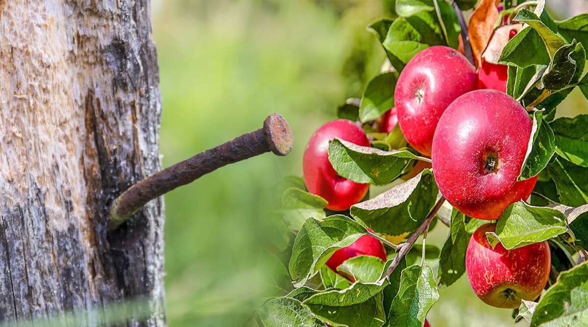 Jabloně budou plodit 2x tolik, chce to použít obyčejný hřebík