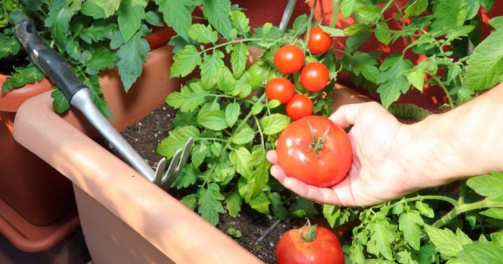 Jak na popraskaná rajčata: Klasický problém se vyřeší za 5 minut