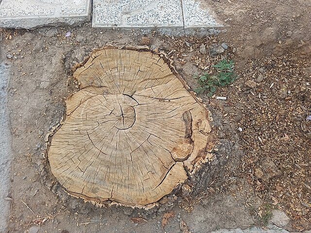 Odborník na pařezy radí: Dá se snadno odstranit už za 5 minut