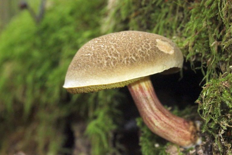 Babky v lese nesbírejte, mohou způsobit horu nepříjemností